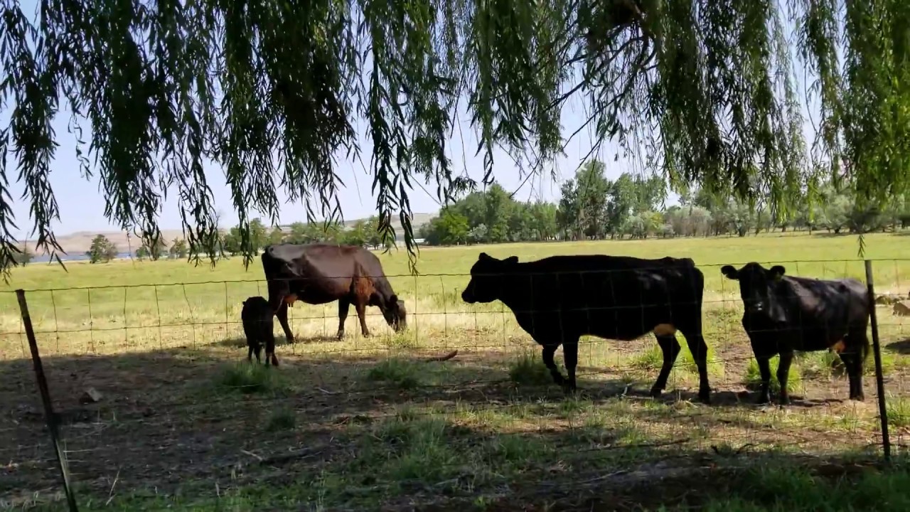 Newest Calf on Dad's Ranch 7/5/2018 - YouTube