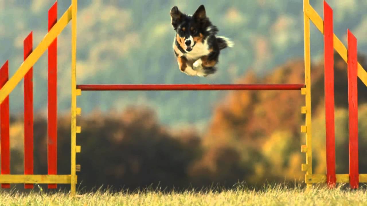 equisure short final - YouTube