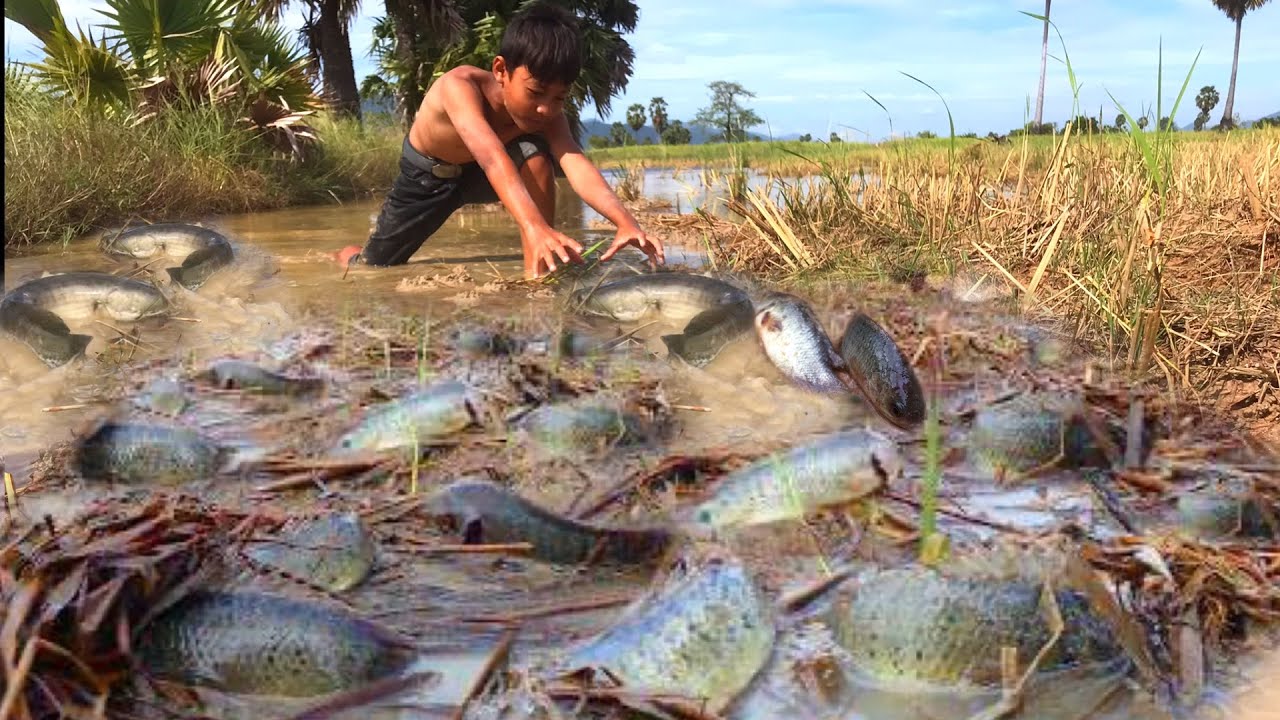 amazing fishing!Catch fish in the harvest season and there are frogs ...