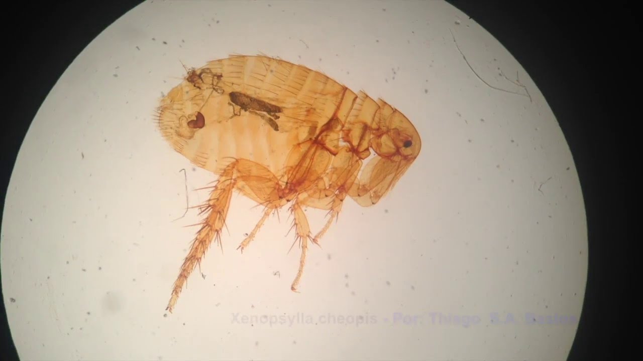 Xenopsylla Cheopis Index BOLD Systems: Taxonomy Browser Xenopsylla