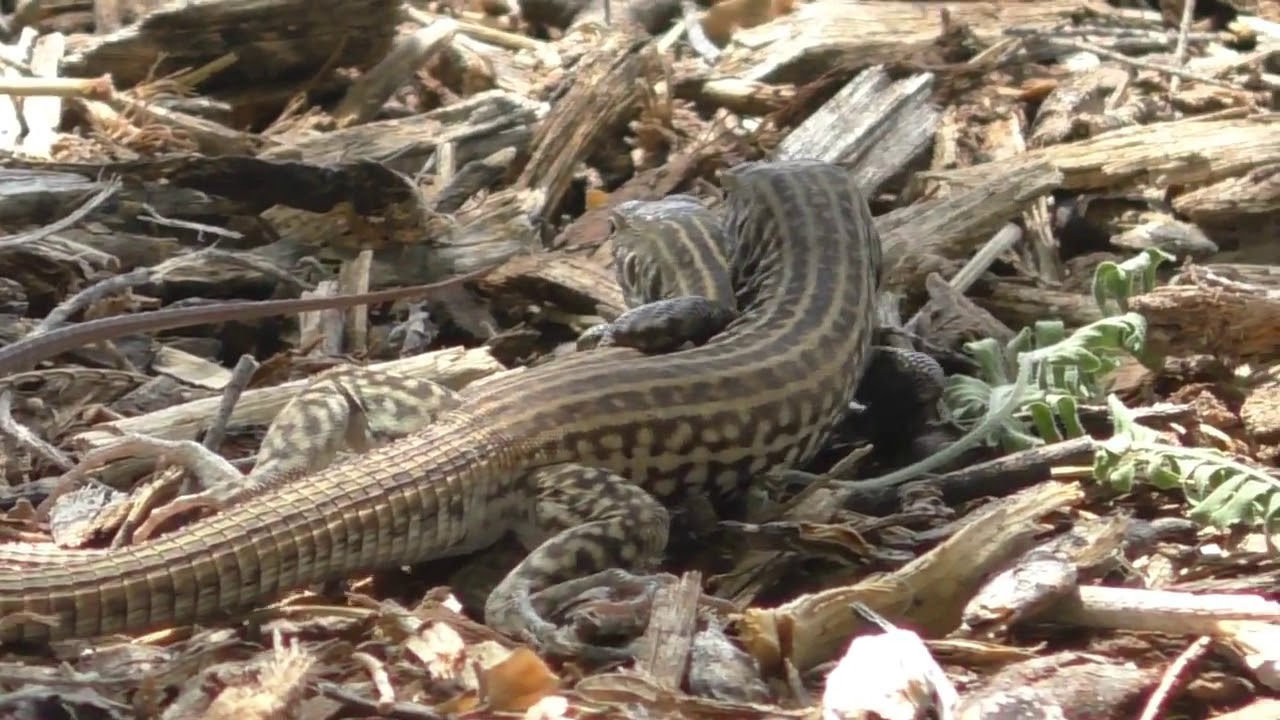 NORTH GUY: WHIPTAIL LIZARDS MATING - YouTube