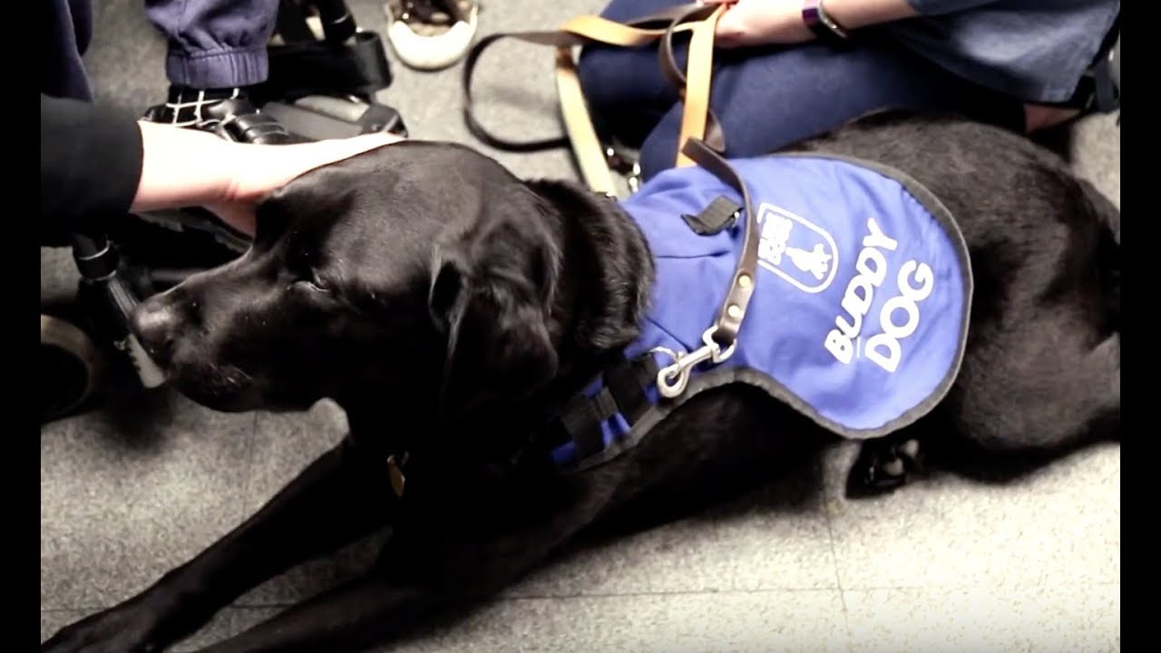 Josh the Buddy Dog at Seashell Trust - Stockport LIVE #23 - YouTube