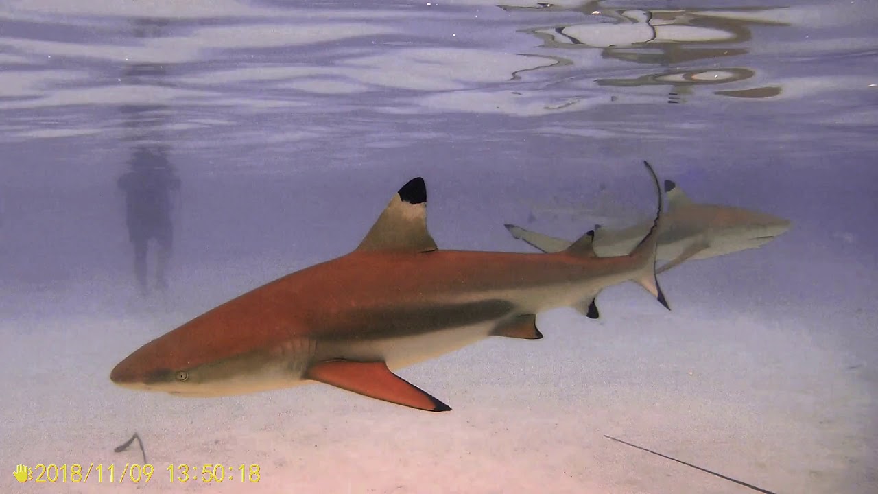 Moorea sharks and rays off Sunset Beach - YouTube