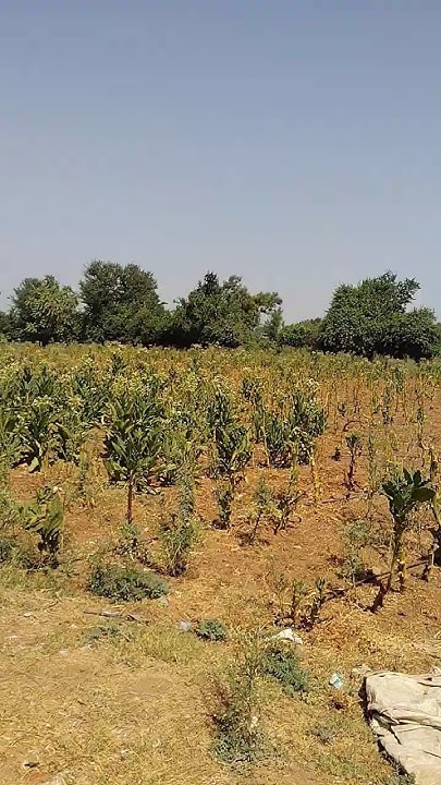 shailenbra🤣😂-x590 - YouTube