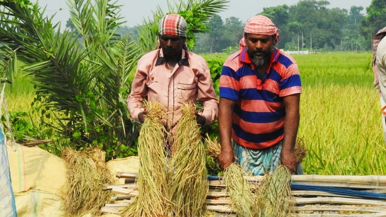 ধান ক্ষেতে ধান ঝাড়া/ Rice threshing at paddy field - YouTube