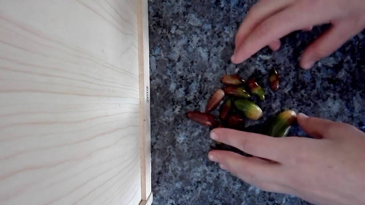 how to germinate and grow acorns - YouTube