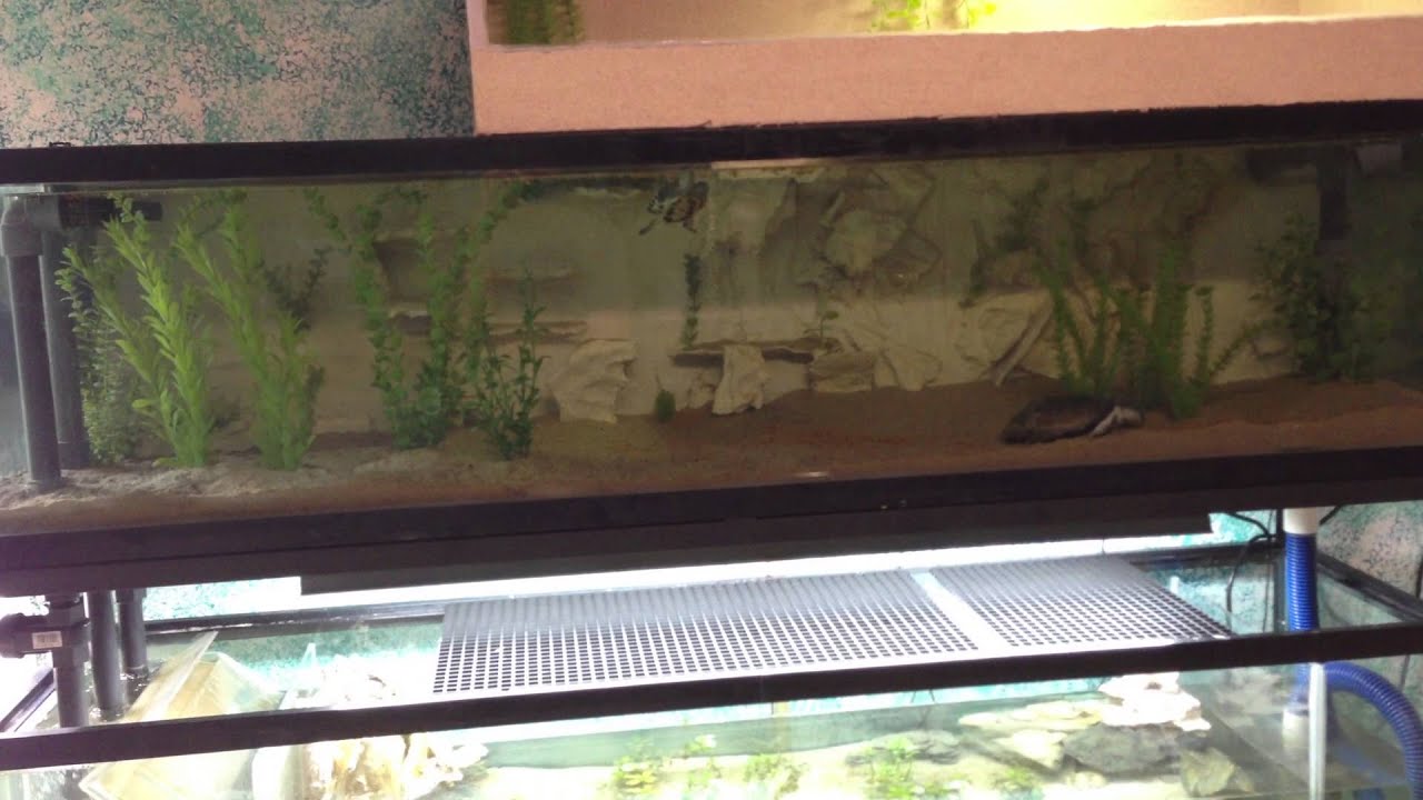 Part 27 - Dual 100 Gallon Display Tank/Filter setup DiY - YouTube