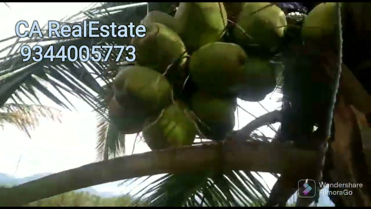 Pollachi coconut farm sale in 5 acer. CA Realestate Ct:9344005773 - YouTube