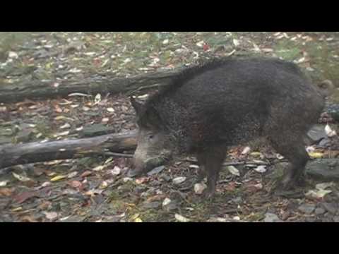 Tioga Ranch Boar Hunt . - YouTube