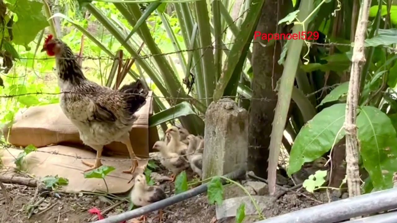 Sonidos de pollitos. Sonido de gallina con pollitos - YouTube