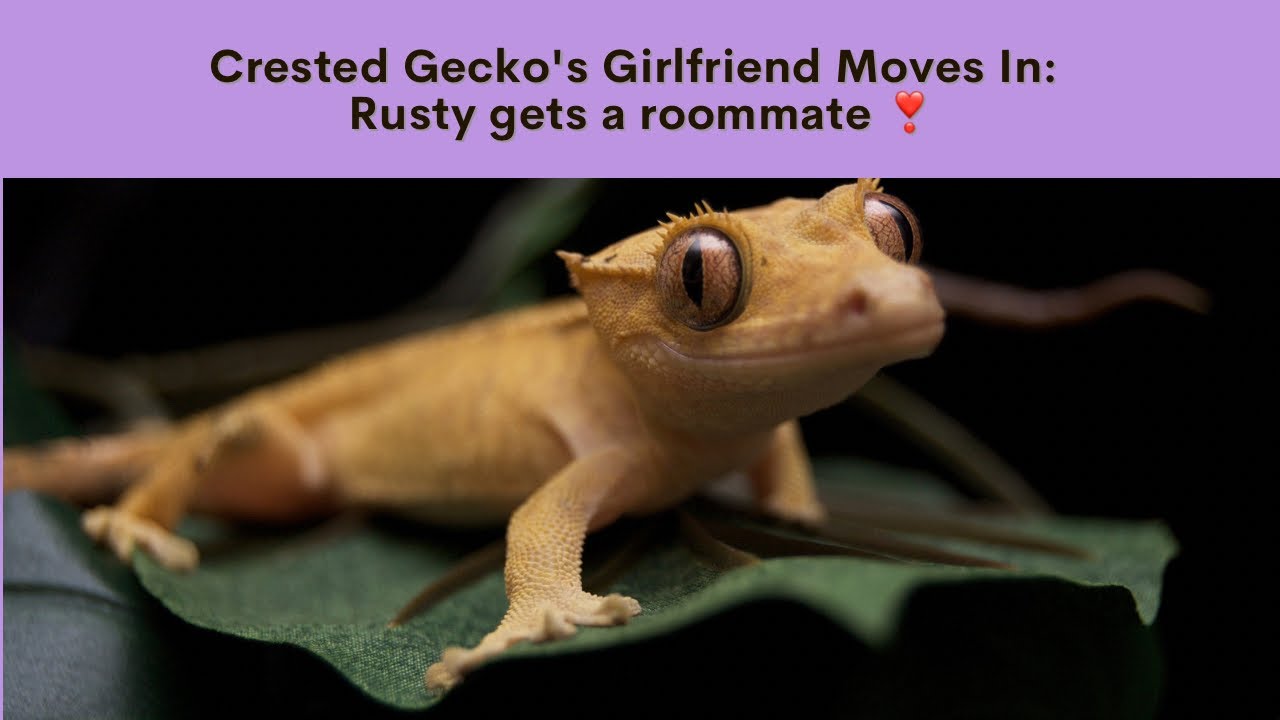 In this video, you will watch my clueless, cute and famous Rusty react ...