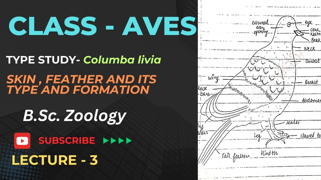 Type Study Columba livia - SKIN,FEATHERS AND TYPES |B.Sc. Zoology 2nd ...