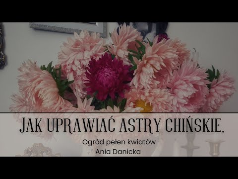How to grow China asters.