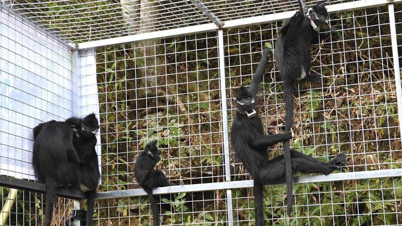 China releases rare captive-bred Francois' leaf monkeys into wild - YouTube
