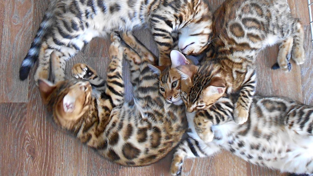 These Little Leopard kittens are so playful - YouTube
