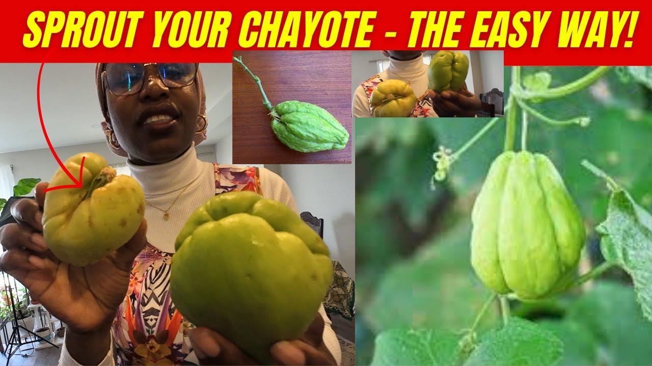 A SIMPLE TECHNIQUE TO SPROUT AND GROW CHAYOTE AT HOME | GROW CHAYOTE IN ...
