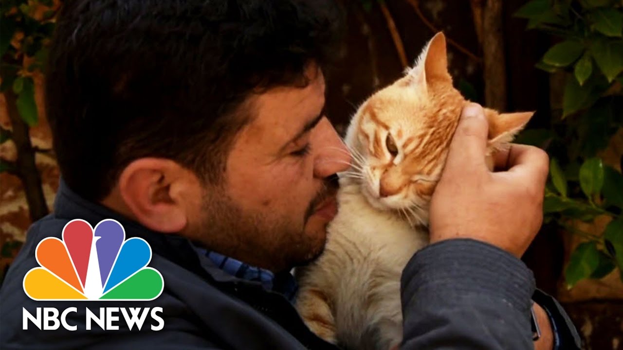 'Cat Man Of Aleppo' Rebuilds Sanctuary For Abandoned Pets | NBC News ...