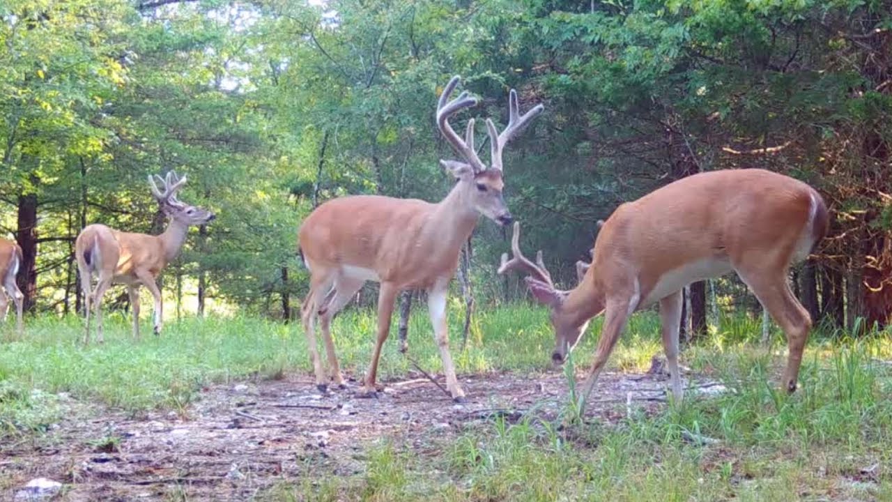 LUCKY BUCK MINERAL 1-2 MONTH UPDATE! - YouTube