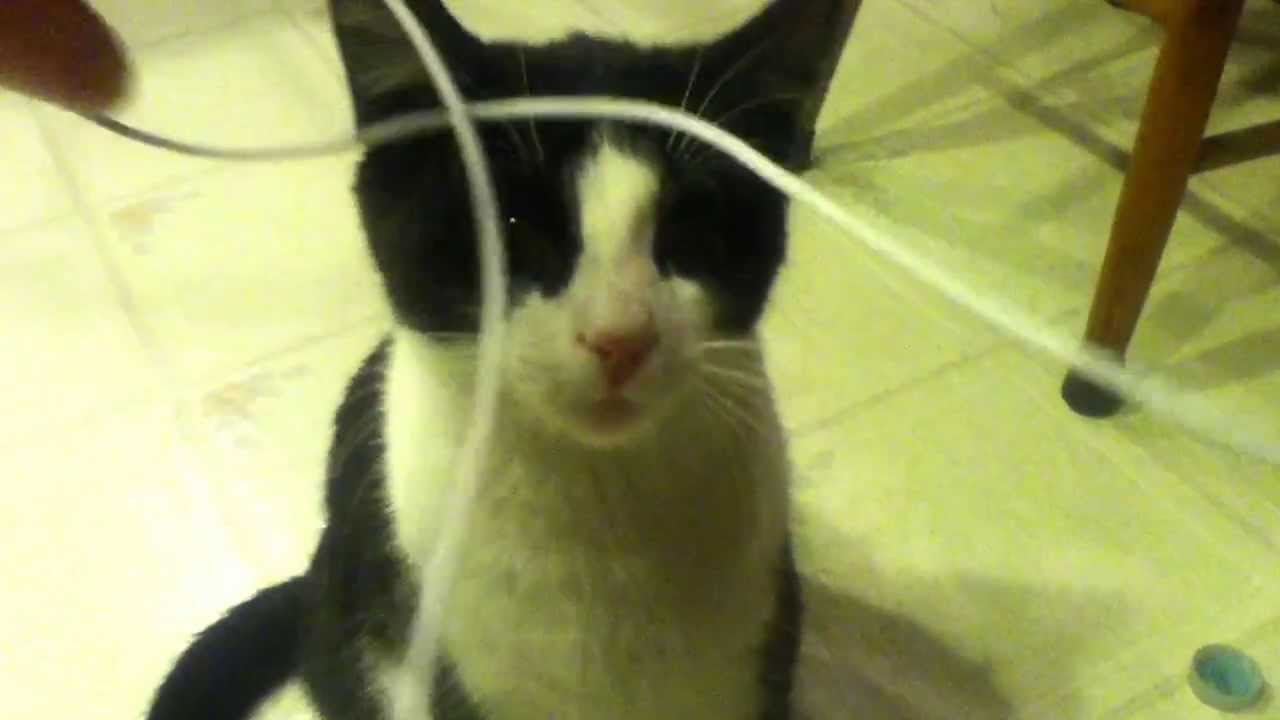 TOBY: Pasta Boy - YouTube