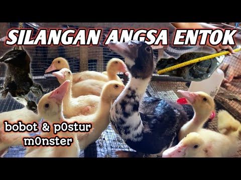 ISTIMEWA,BOBOT DAN P0STUR SILANGAN ANGSA DAN ENTOK UMUR 1BULANAN 4HARI ...
