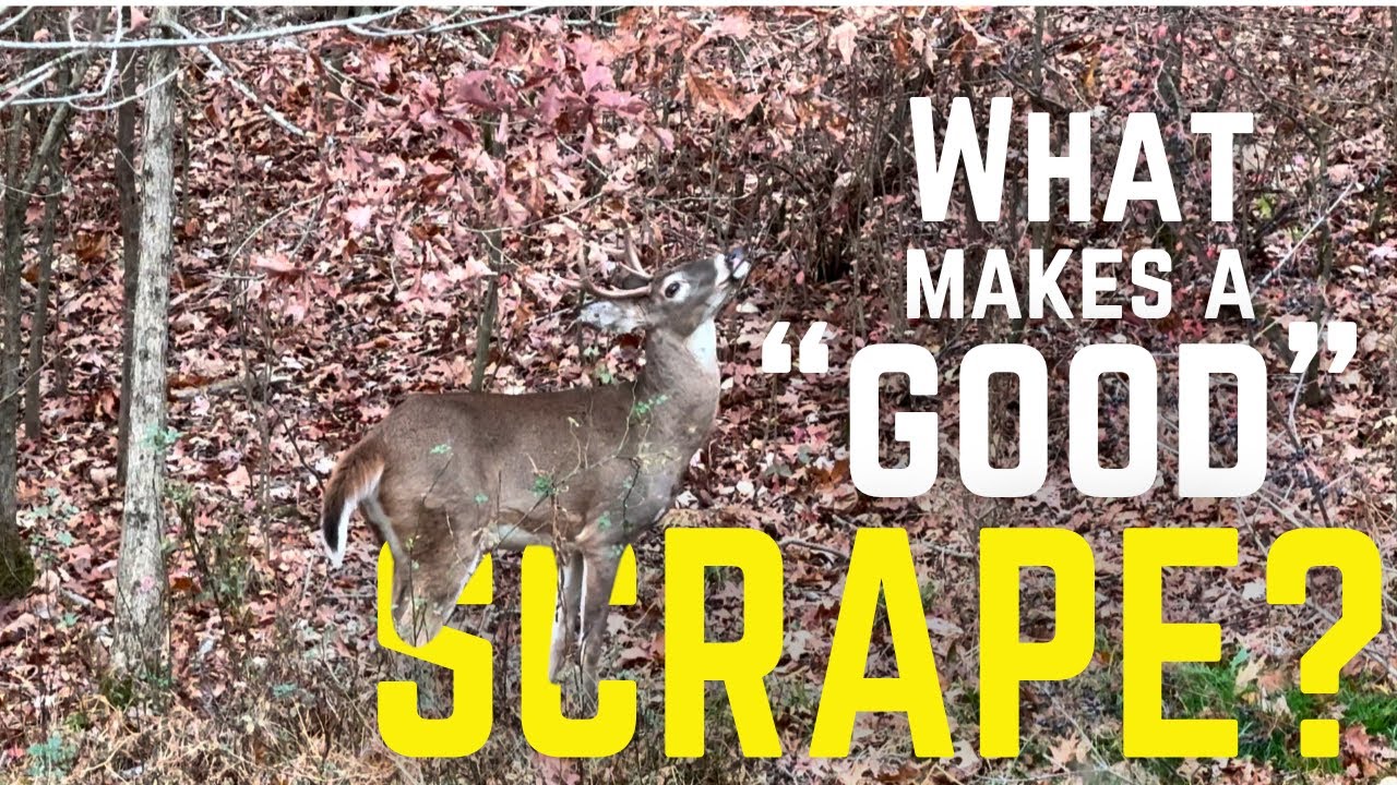 Mock Scrape Positioning|Whitetail Scouting|Traditional Bowhunting - YouTube