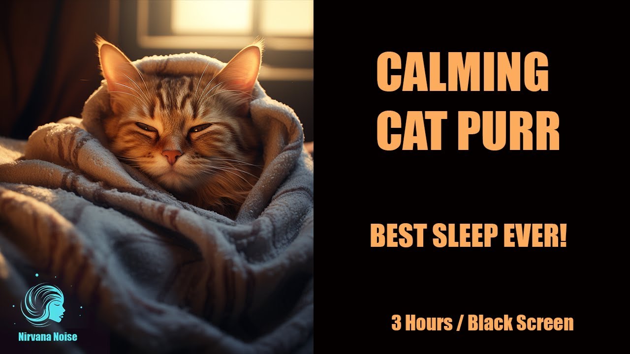 3-Hour Ultimate Cat Purr Relaxation: Guaranteed Deep Sleep and Stress ...