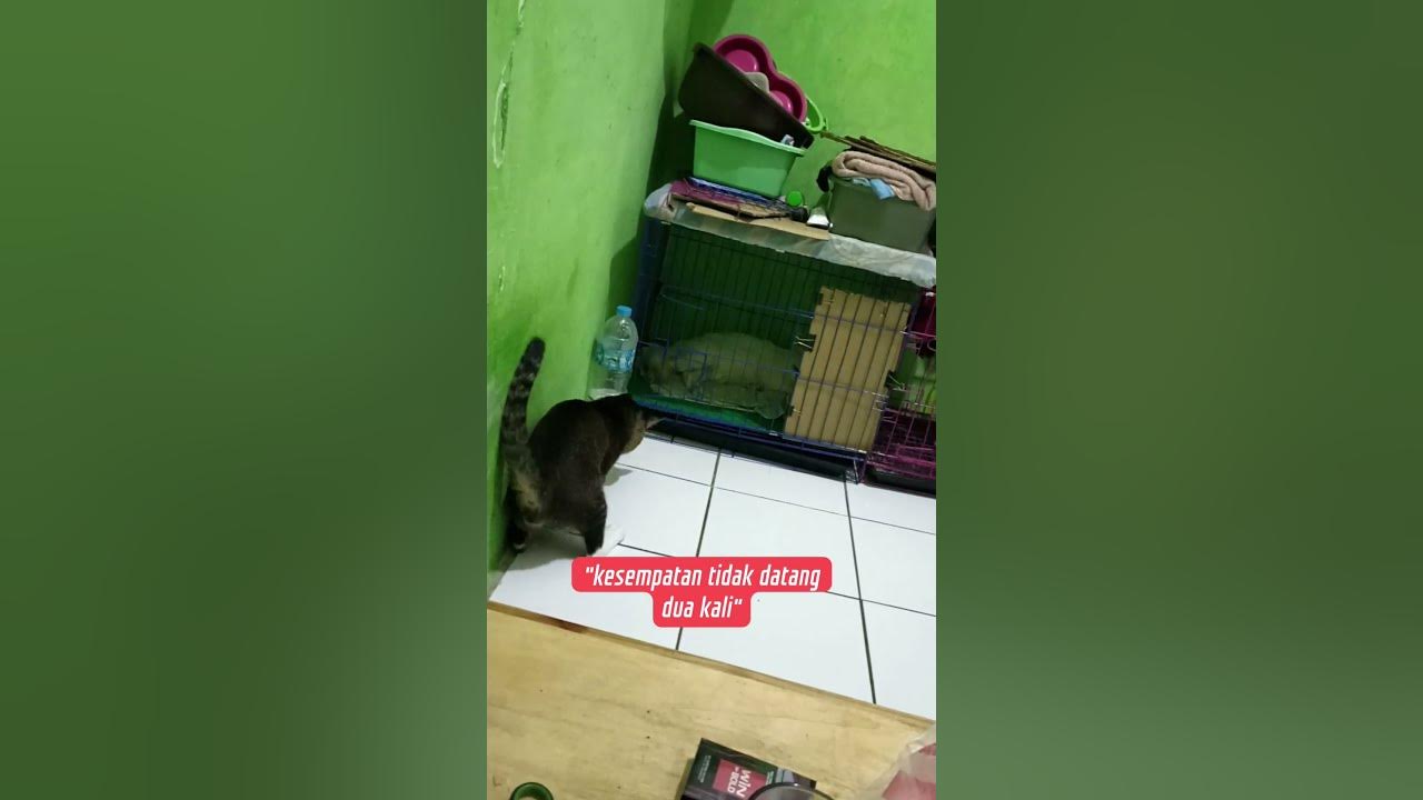 gaduhnya jeko... - YouTube