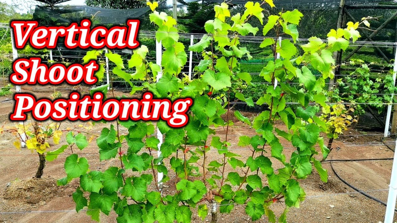 HOW TO TRAIN GRAPES VINE PART 2 | VERTICAL SHOOT POSITIONING - YouTube