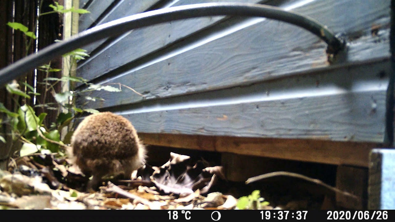 Hedgehog Hoglets/ pups/ piglets June 2020 - YouTube