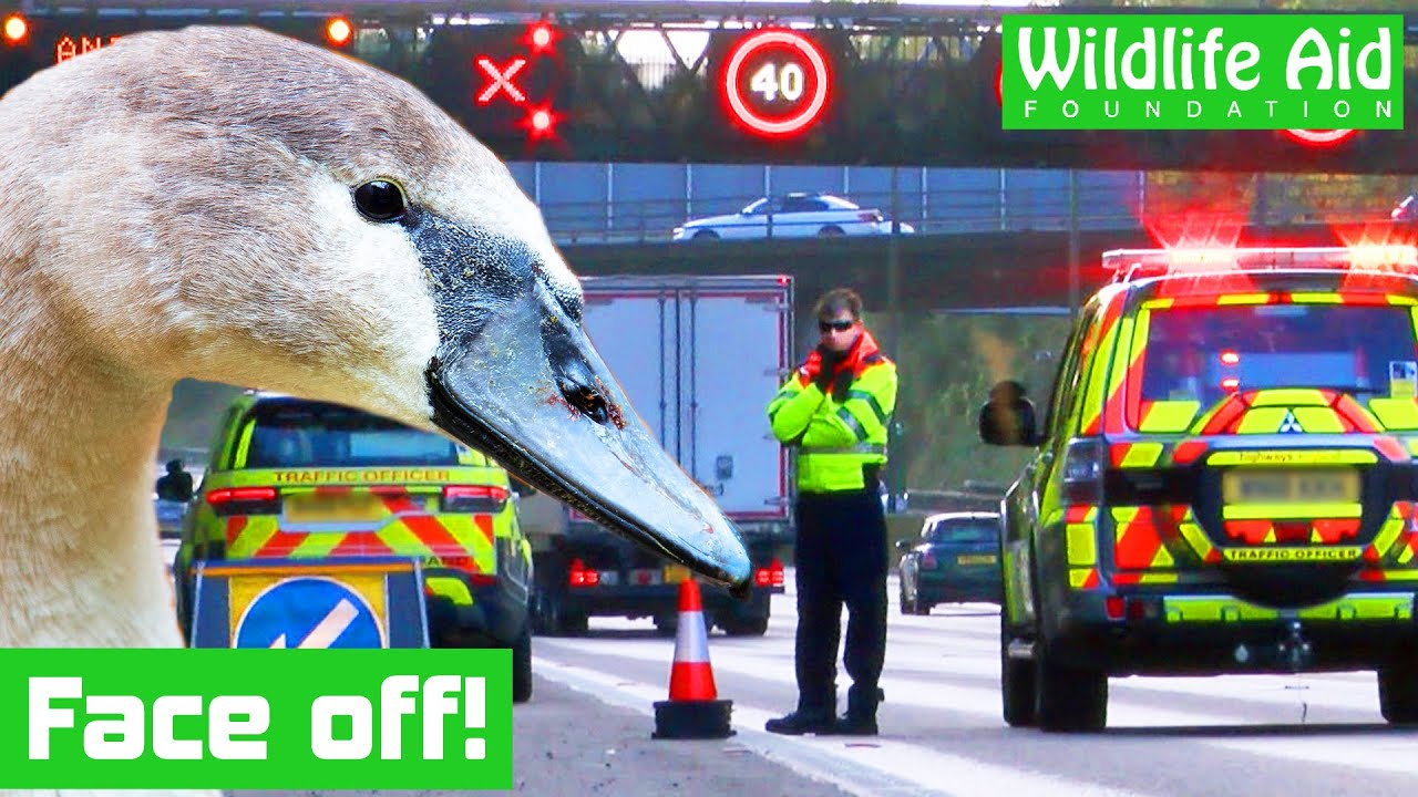 SWAN VS. POLICE! Hot Fuzz in real life! - YouTube
