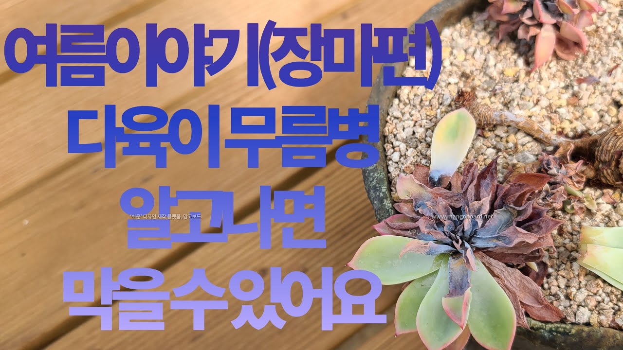 다육이 무름병 알고나면 막을 수 있어요 습기와의 전쟁여름이야기2편 에듀플랜트 Feat선풍기식물소독제 다육이 초보다육