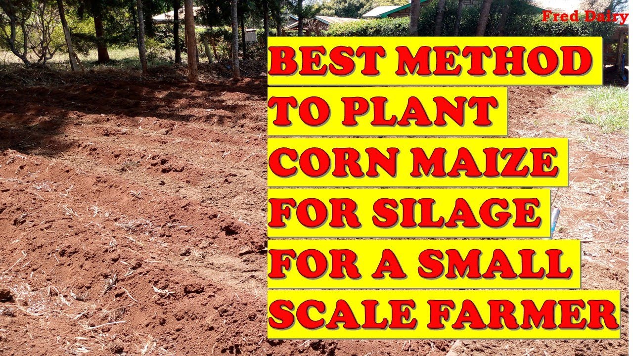 BEST METHOD TO PLANT CORN MAIZE FOR SILAGE - YouTube