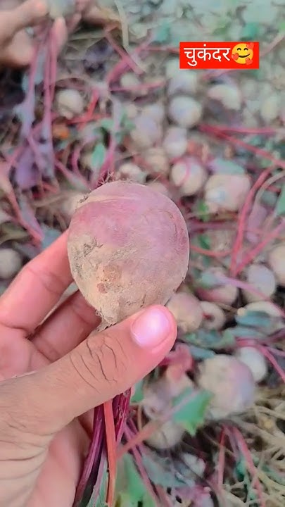 #चुकंदर #beetroot #farming #farmer #kishan #123kishan#kisan #agriculture #agriculturalsystem # ...
