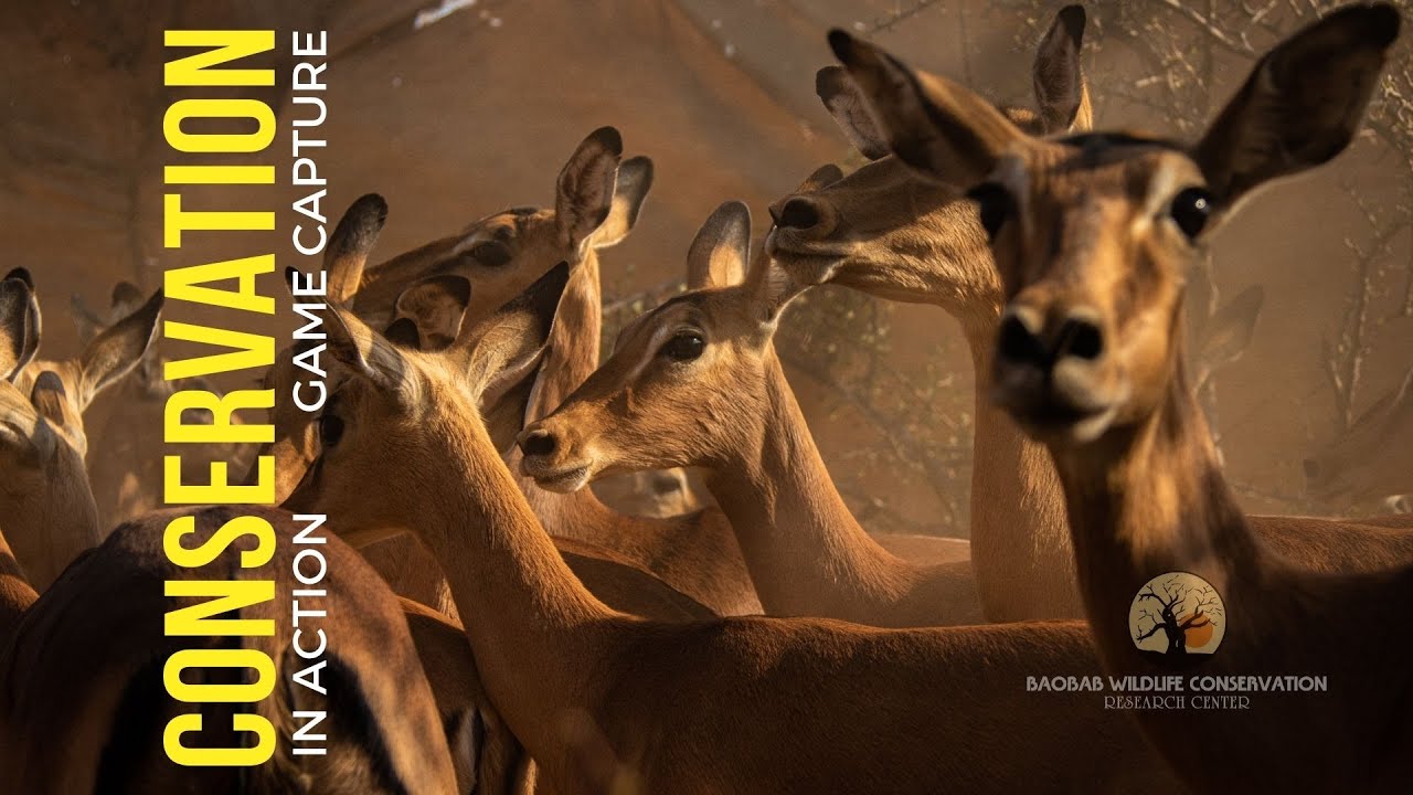 Catching Wildlife with a Helicopter, Game Capture Impala. Wildlife ...