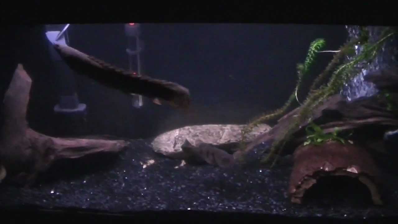 30 Gallon Polypterus Grow-Out Tank - (September 24, 2012) - YouTube