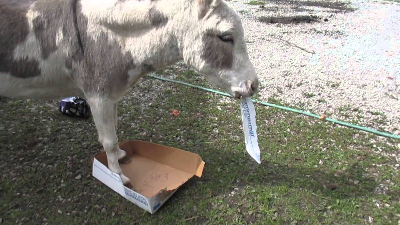 Donkey and His Box! Addie Acres Donkey eats and plays with a Box! - YouTube