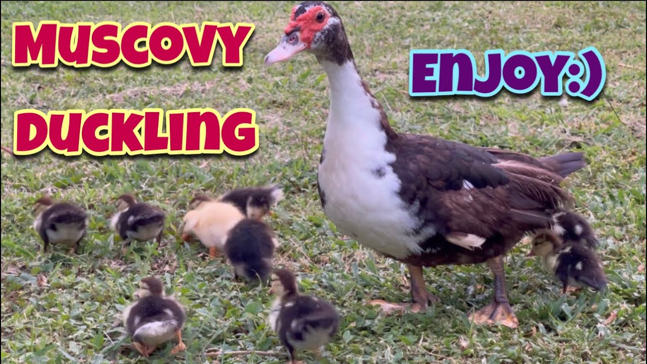 Muscovy Duckling Enjoy The Time| Muscovy Duckling| Muscovy| Duck Farm ...