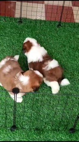 Google live BIDAR Sidhu super quality dog - YouTube