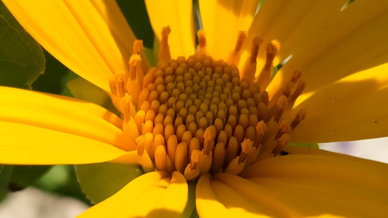 Bunga Tanaman Insulin - Yacon Flower - YouTube