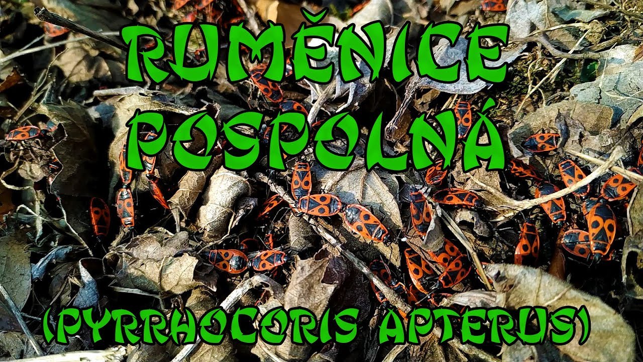 Ruměnice pospolná (Pyrrhocoris apterus) - Co o ní víte? :-) - YouTube