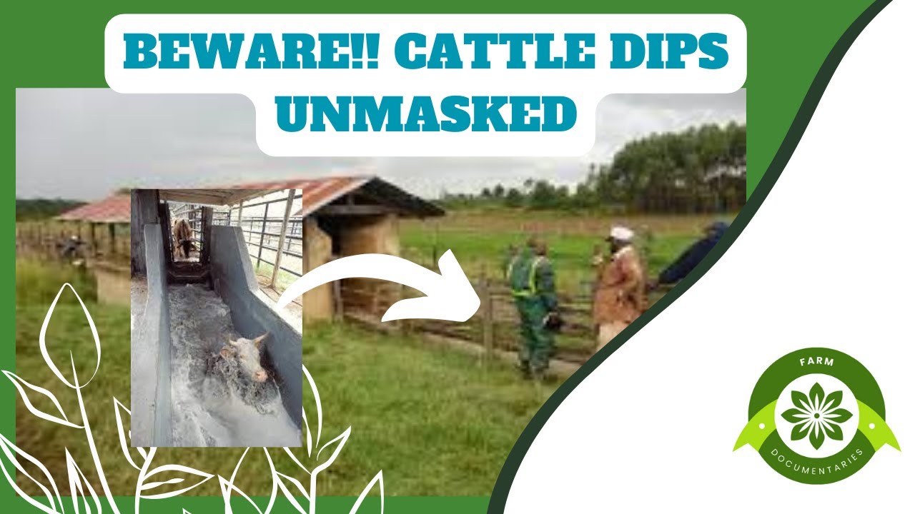 Unveiling the Pitfalls of Cattle Dips: Balancing Parasite Control and ...