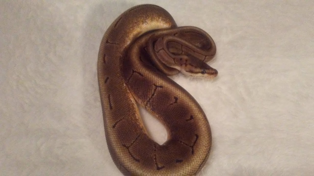My male spinner helps me give a Going Yooper, hatchling and Q&A update ...