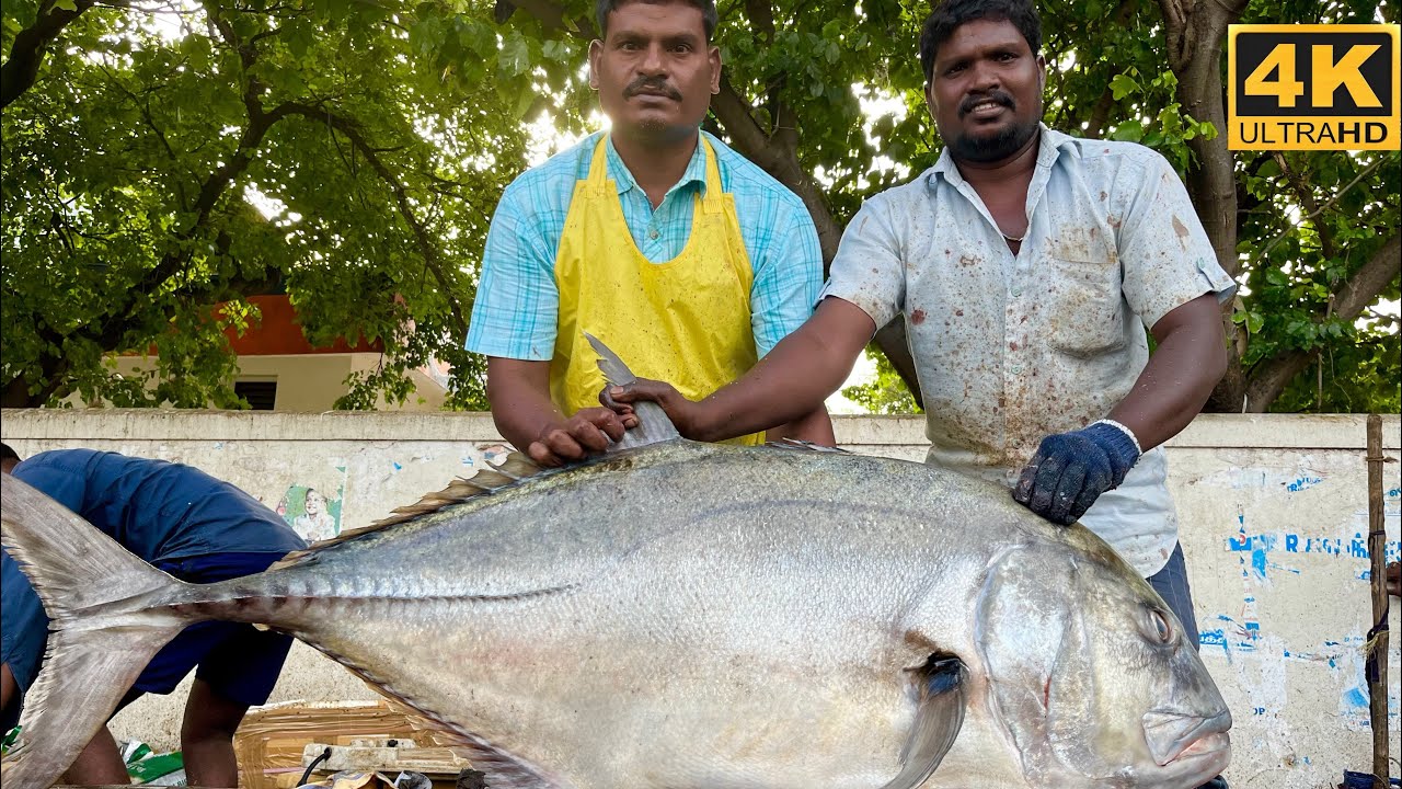 Big size paarai fish cutting video/Fishcuttingrs #fishcuttingrs # ...