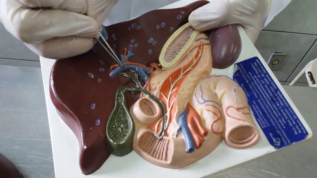 Estudo do Fígado - Anatomia III- 3 unidade - YouTube
