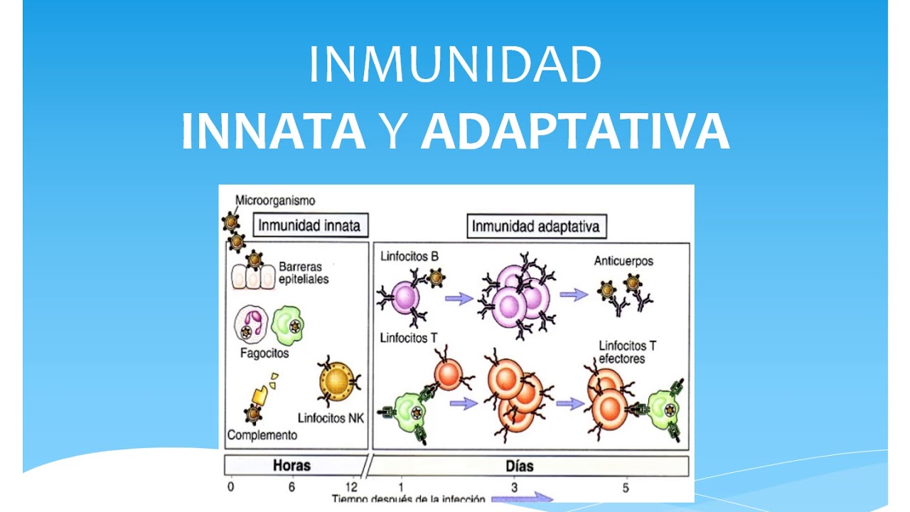 #Inmunidad Innata y Adaptativa. - YouTube