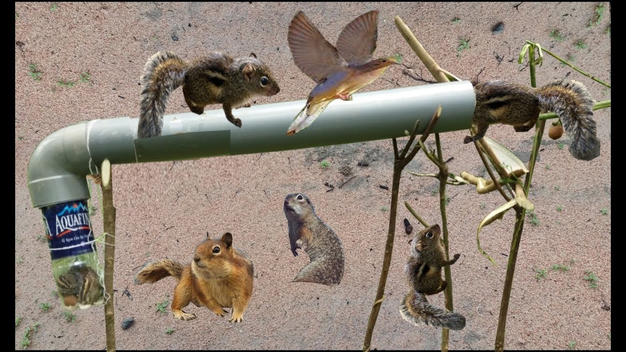 Theo Chân Đi Bẫy Sóc Bằng "Ống Nhựa PVC" Và Cái Kết Khó Tưởng .Squirrel ...