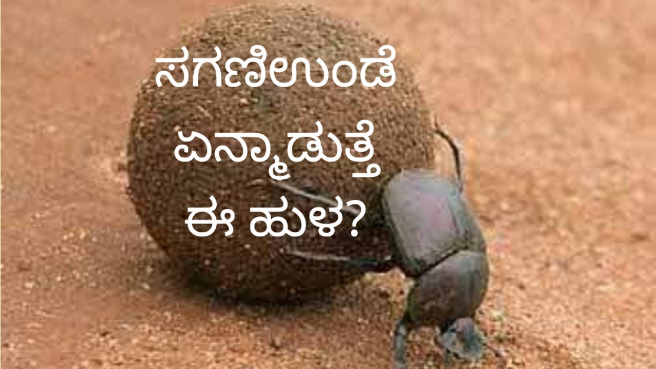 ಸಗಣಿ ಉಂಡೆ ಉರುಳಿಸುವ ಹುಳು ಅದನ್ನು ಏನು ಮಾಡುತ್ತೆ?/The Life of the Dung ...