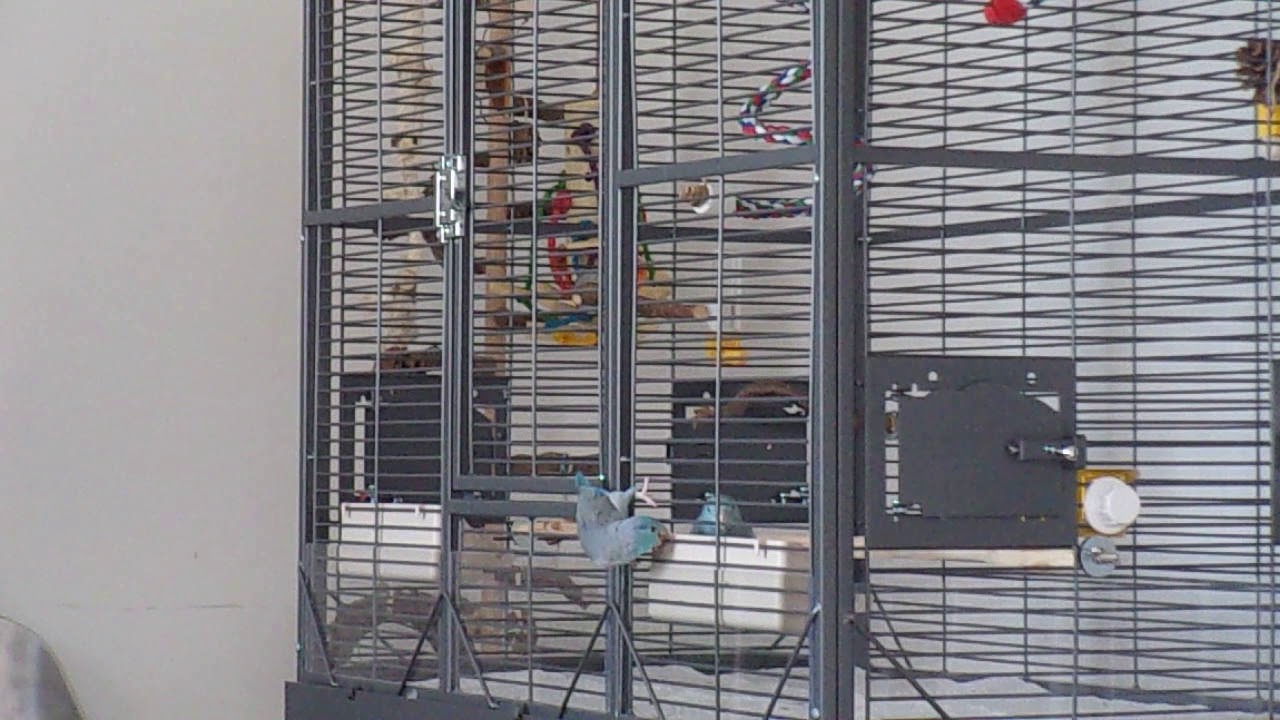 Toui celeste .Perruche moineau.Pacific parrotlet .Forpus coelestis ...