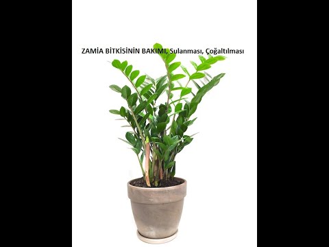 Zamia çiçeği bitkisinin bakımı, sulanması, çoğaltılması