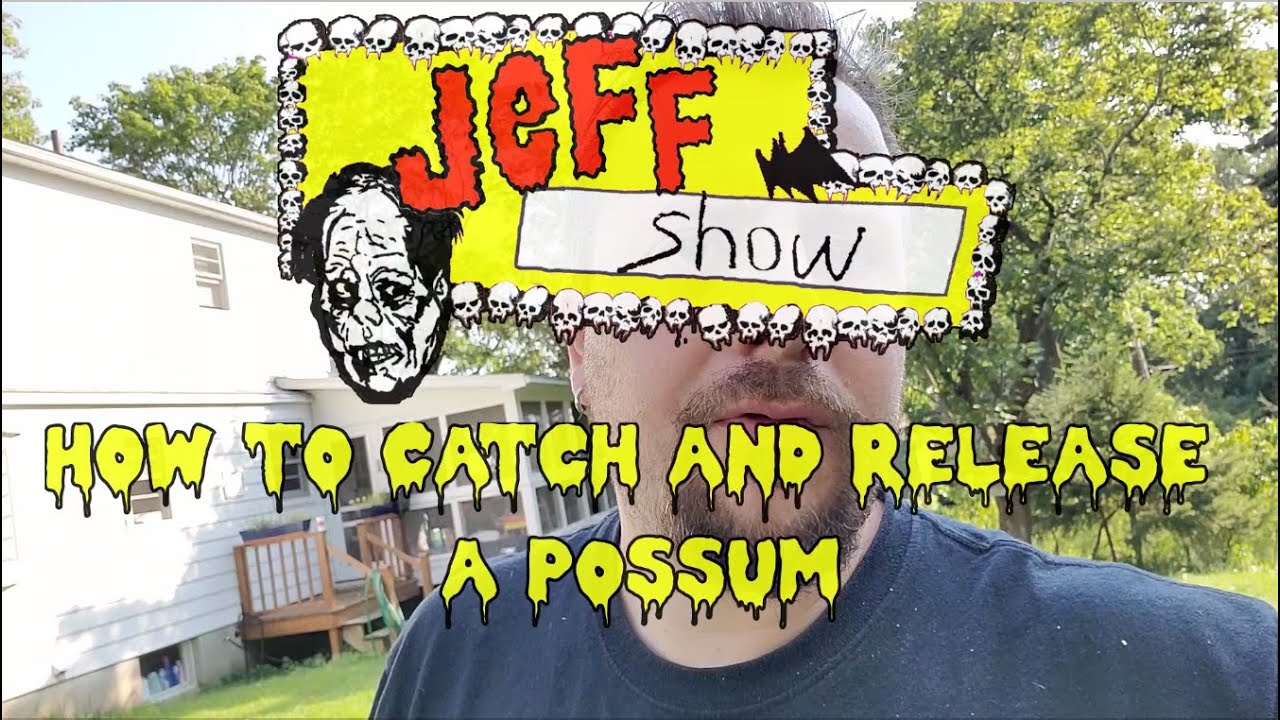 How to Catch and Release a Possum - YouTube
